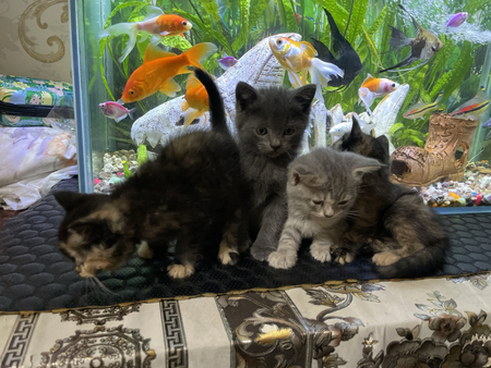 Кошки скоттш фолд. Маленкие