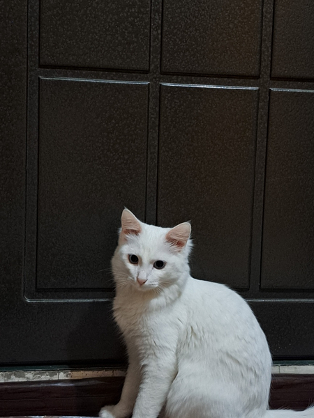 кот, турецкая ангора