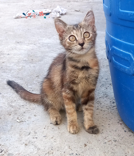 Замечательные домашние котята.