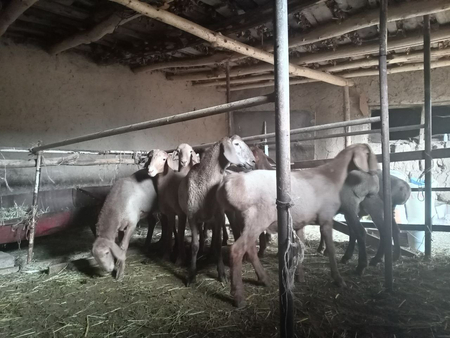 Qochqorlar aqiqa va marosimlar uchun