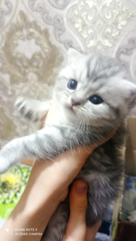 Котенок скотиш страйт шиншилла