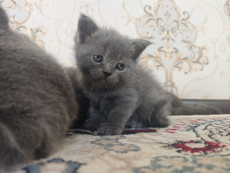 чистокровные шотландские вислоухие, scottish fold