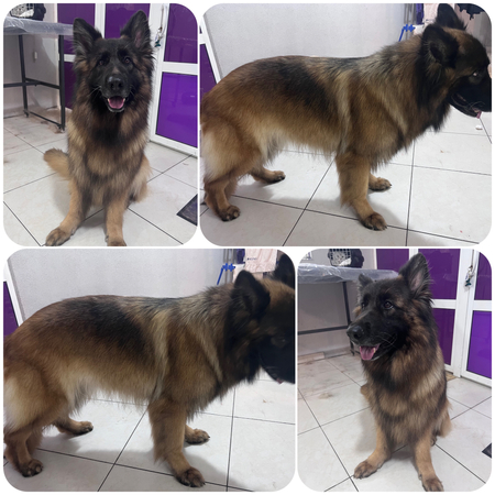 Салон красоты для кошек и собак! Barber DoG