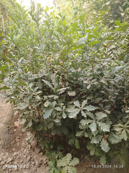 Manzarali darahtlar