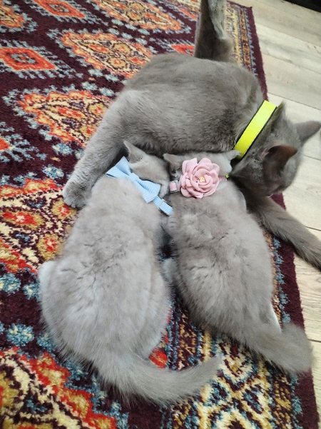 Новогодние чудо! Котята 2 мес Скоттиш Страйтики!