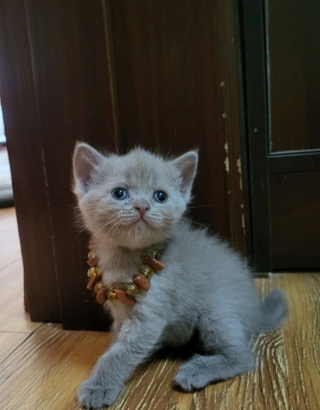 Породистые котята