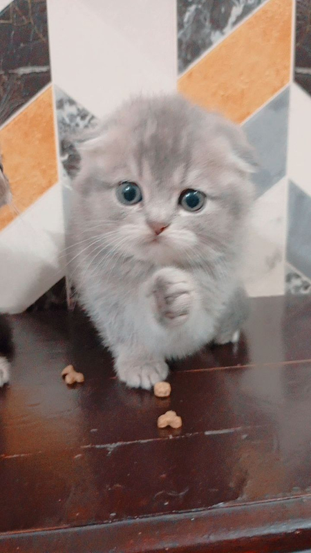 Кошка  Mushuklar