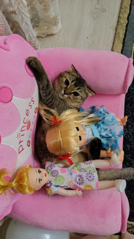 Мушук скоттиш страйт