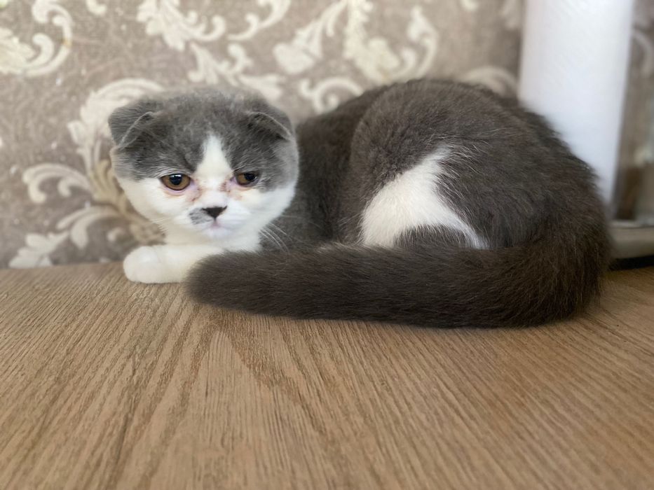 Скотиш Фолд девочка