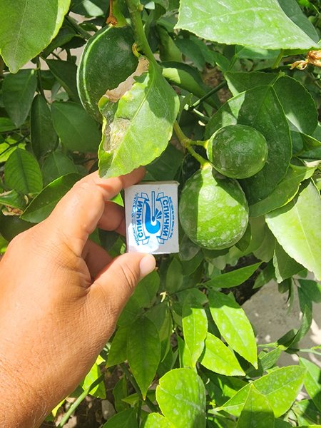 Limon laym sotiladi  navoi shaharda navi mir 8 yillik limonlar l