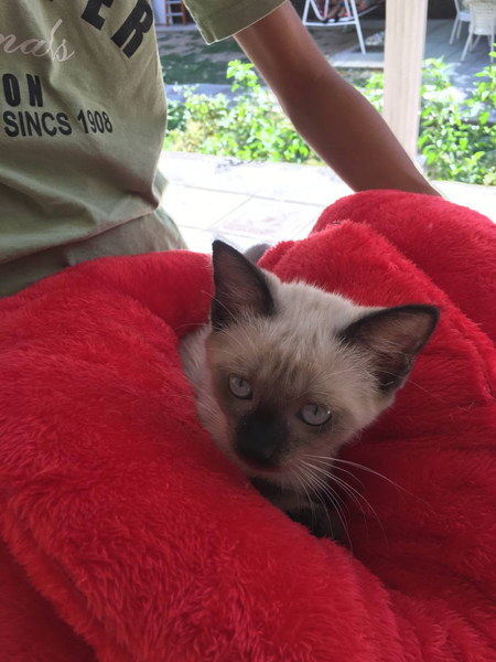 Сиамский котик 2 месяца чистый сиамский