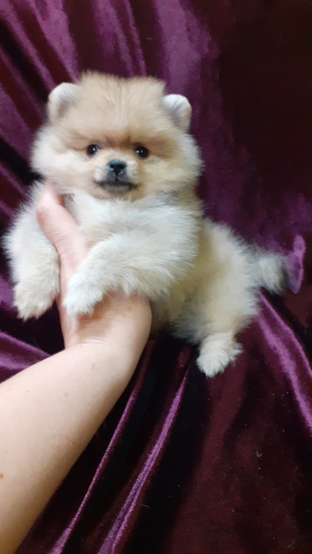 щенок шпица мальчик