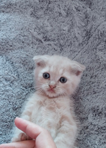 Продам котенка мальчика