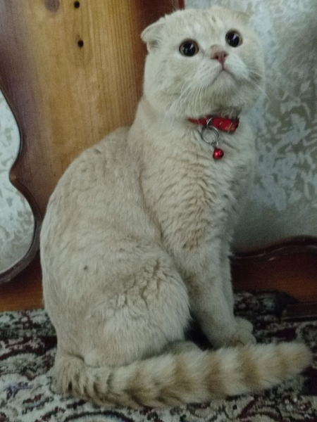 vyazka qiz mushuklarni taklif qilamiz