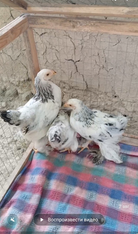 2~3 oylik Jersi va Brama tovuq jo‘jalari sotilati