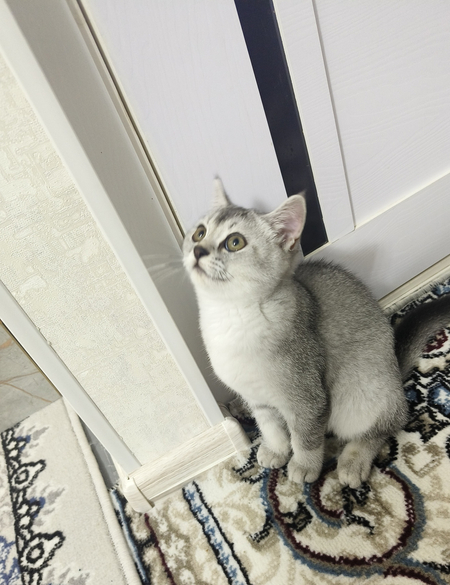 Skotish strayt mushukchala sotuda  3 aylik