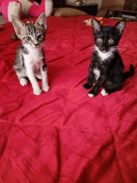 Отдам котят в добрые руки