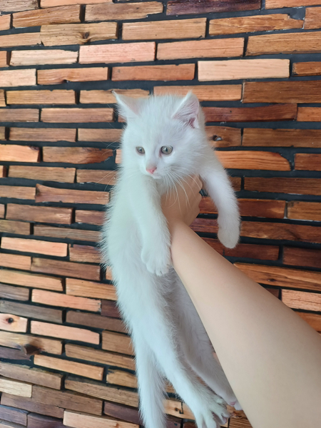 Продаются котята