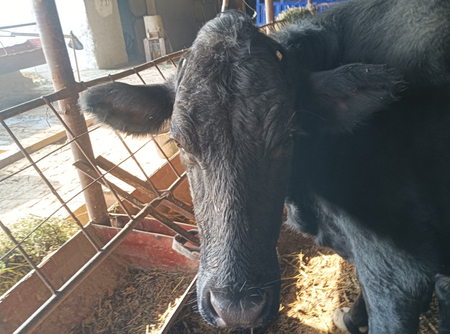 Egizak tuqqan Angus Sigir sotiladi