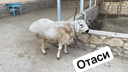 Кара кулок зотдор 2 талик