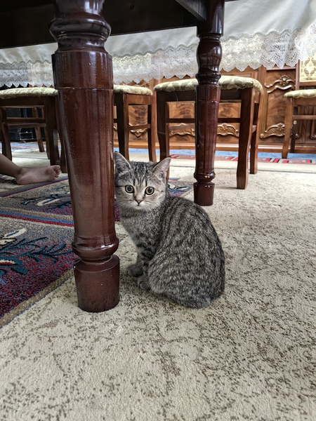 Продаётся котята скотиш страйт без торга 100$
