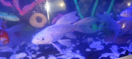 Karp koi razmer 16/17 sm