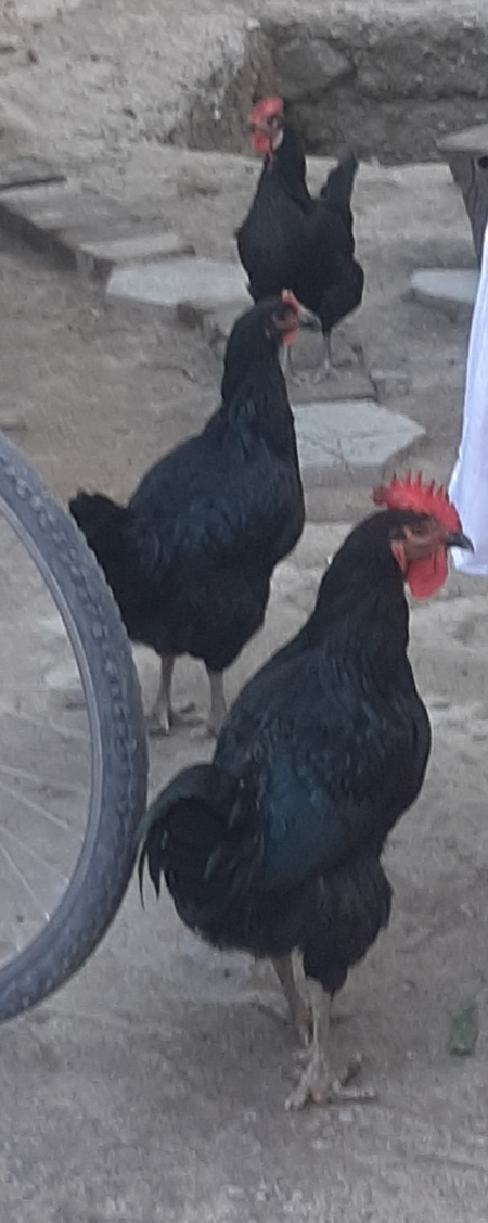 Qora tovuqlar qoni toza