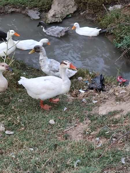 Ordak gozlar sotiladi