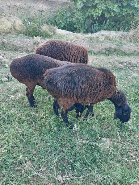 Qoylar sotiladi soni 5ta 4ta sovliq 1ta qozi qochqor