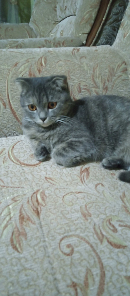 Скотиш флод мушук