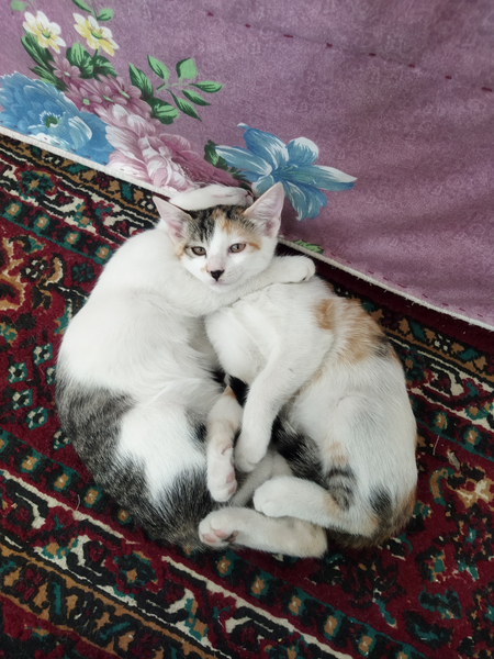 Котята отдам даром в хорошие руки