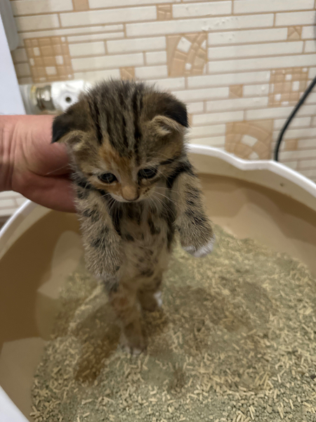 Продается котёнок