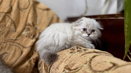 Продаются котята