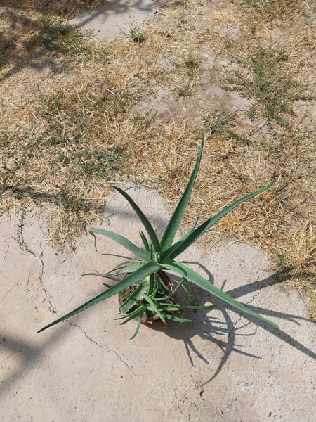 Алоэ лечебный Aloe Vera