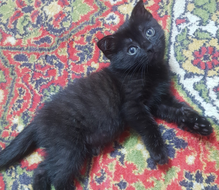 Скоттиш страйт породистые котята