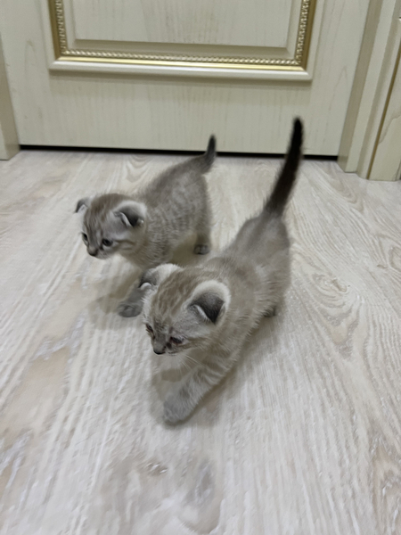 Котенок Скотиш Фолд