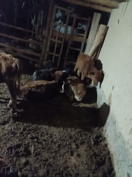 6-7 oylik hunajin buzoqlar sotiladi narxi 5.8 DAN kami bor.
