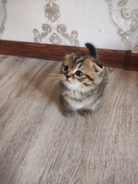 Шотландские котята Фолд и страйт