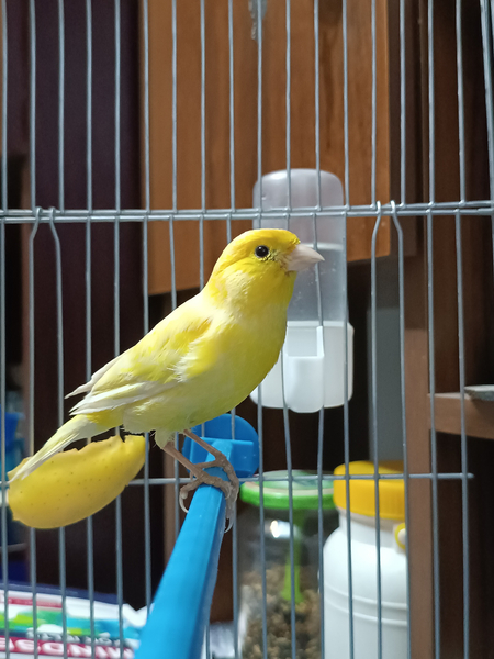 Limon nar sotiladi