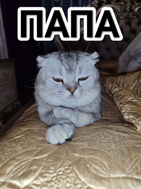 Shinshilla kalta yungli 1 oyli mushuk bolalari sotiladi