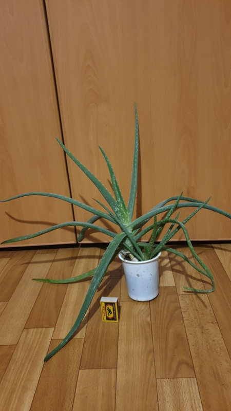 Продается Алое (есть разные размеры)