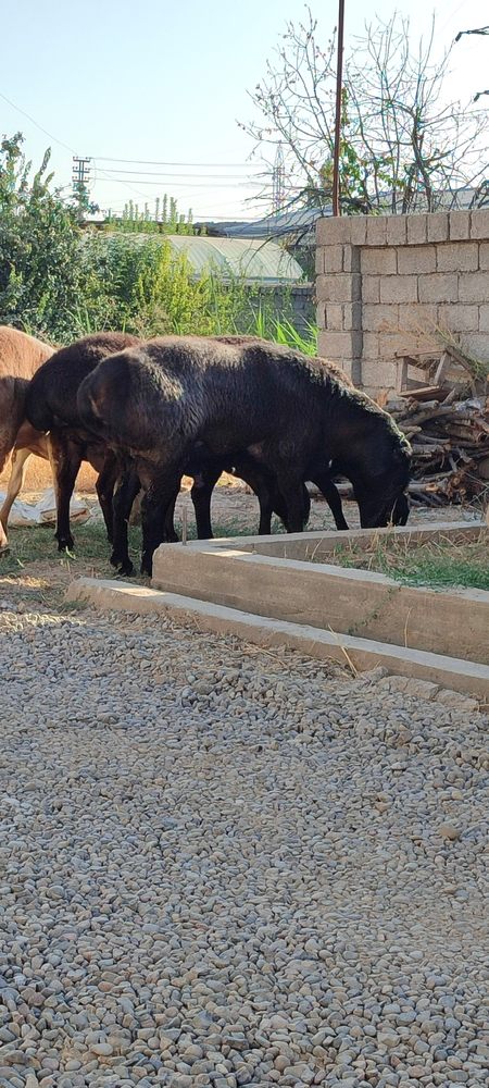 Qochqor sotiladi