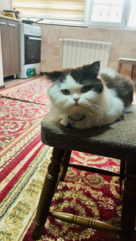 Продается Девочка Хайлэнд Страйт