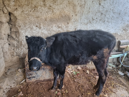 Buzoq urg'ochi Gertruda