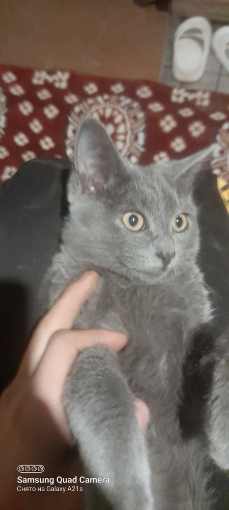 Узбекистан кошка катрт