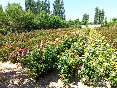 Atirgul kochatlar sotiladi