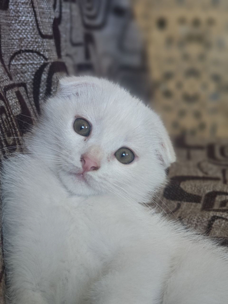 Продаються вислоухие котята