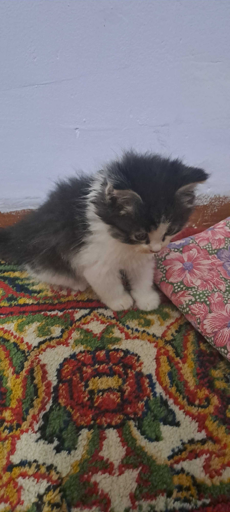 котята в Ургенче