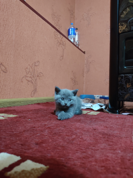 Biritan 1.5 oylik ugil bola