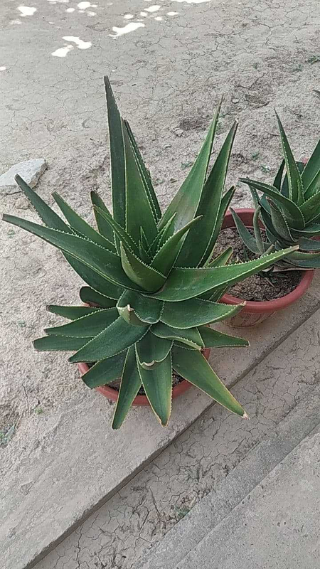 Aloe gullari sotiladi. 10000 so'mdan 100000 so'mgacha